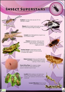 Insect Life Educational posters for Kids & schools